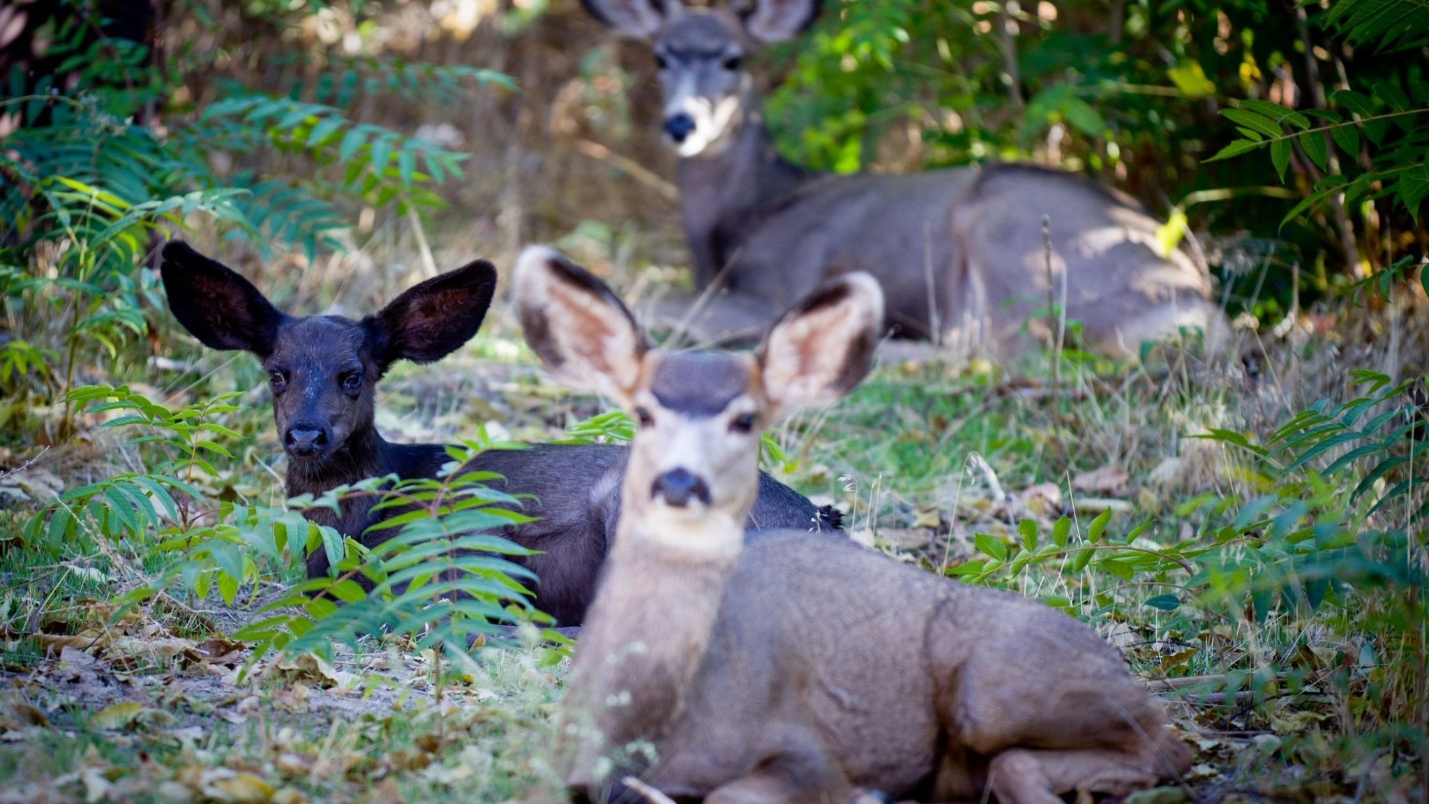 Albino, Piebald And Melanistic Deer Explained - eatingthewild.com
