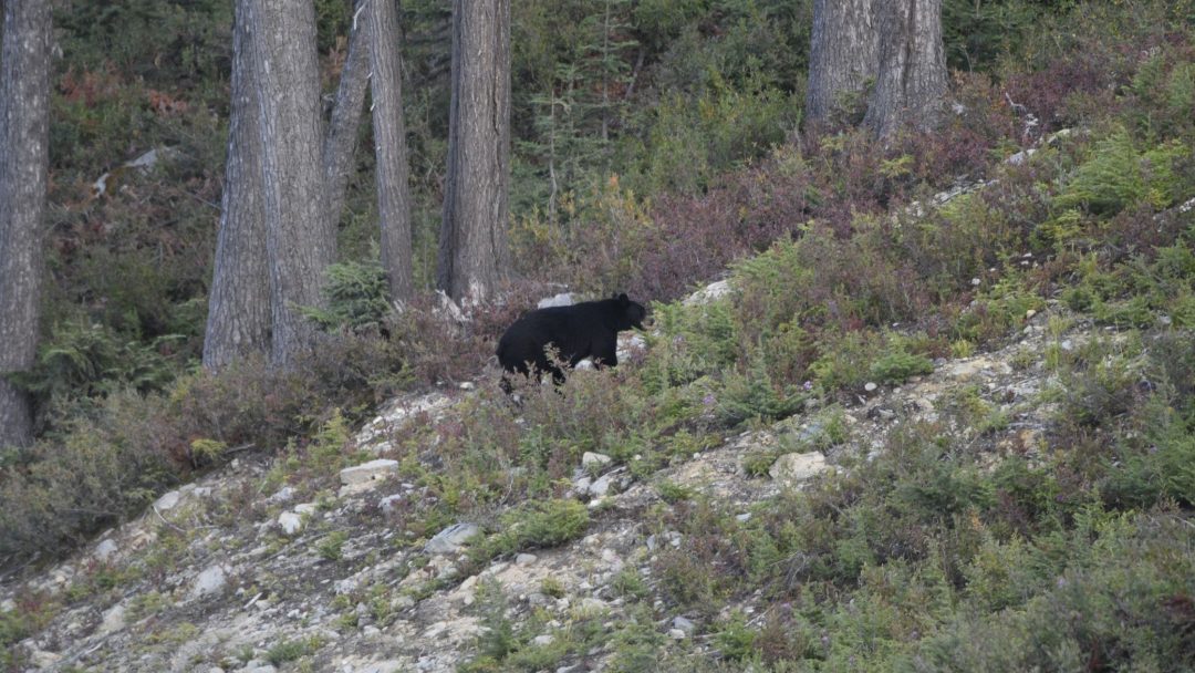 Black Bear Hunting - Tips For Success - eatingthewild.com