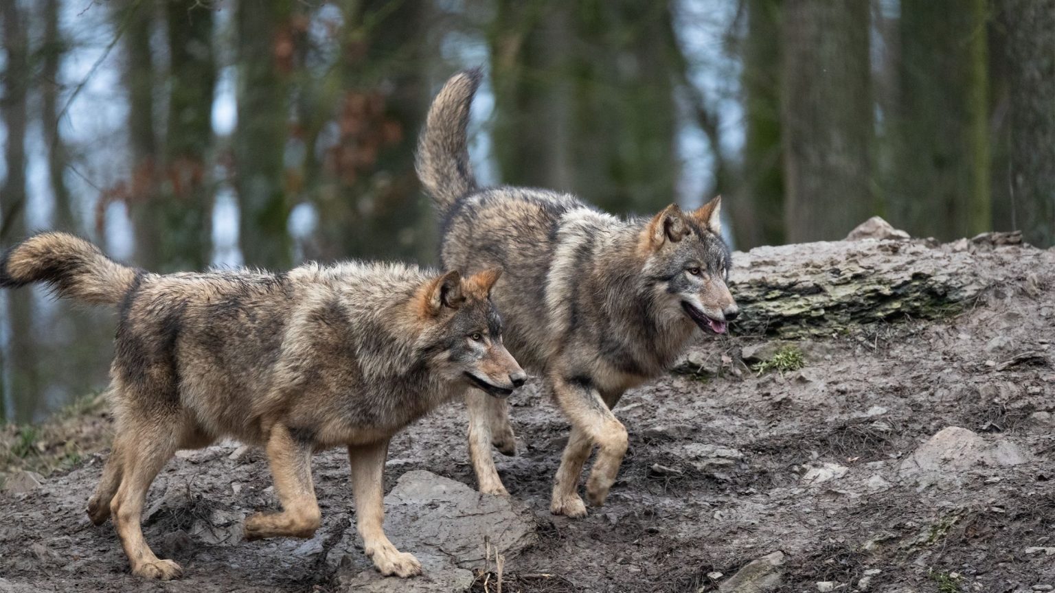 How Big Is A Wolf - eatingthewild.com