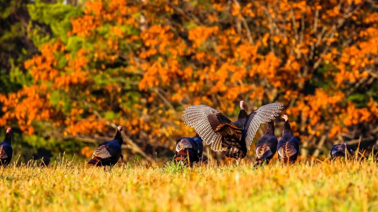 What Do Turkeys Eat? A Wild Turkeys Diet - eatingthewild.com