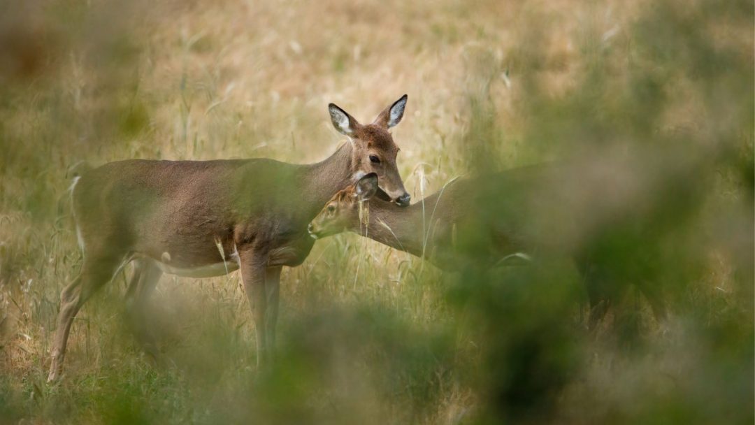 Recognizing Deer Sounds And Knowing What They Mean - eatingthewild.com