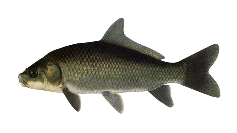 What’s the Difference Between Buffalo Fish and Carp? - eatingthewild.com