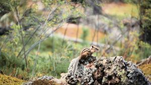 How to go Chipmunk Hunting - eatingthewild.com