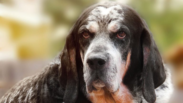 A Beginners Guide to Raccoon Hunting - eatingthewild.com