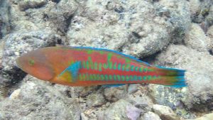 Top 8 Pretty Fish Caught by Anglers - eatingthewild.com