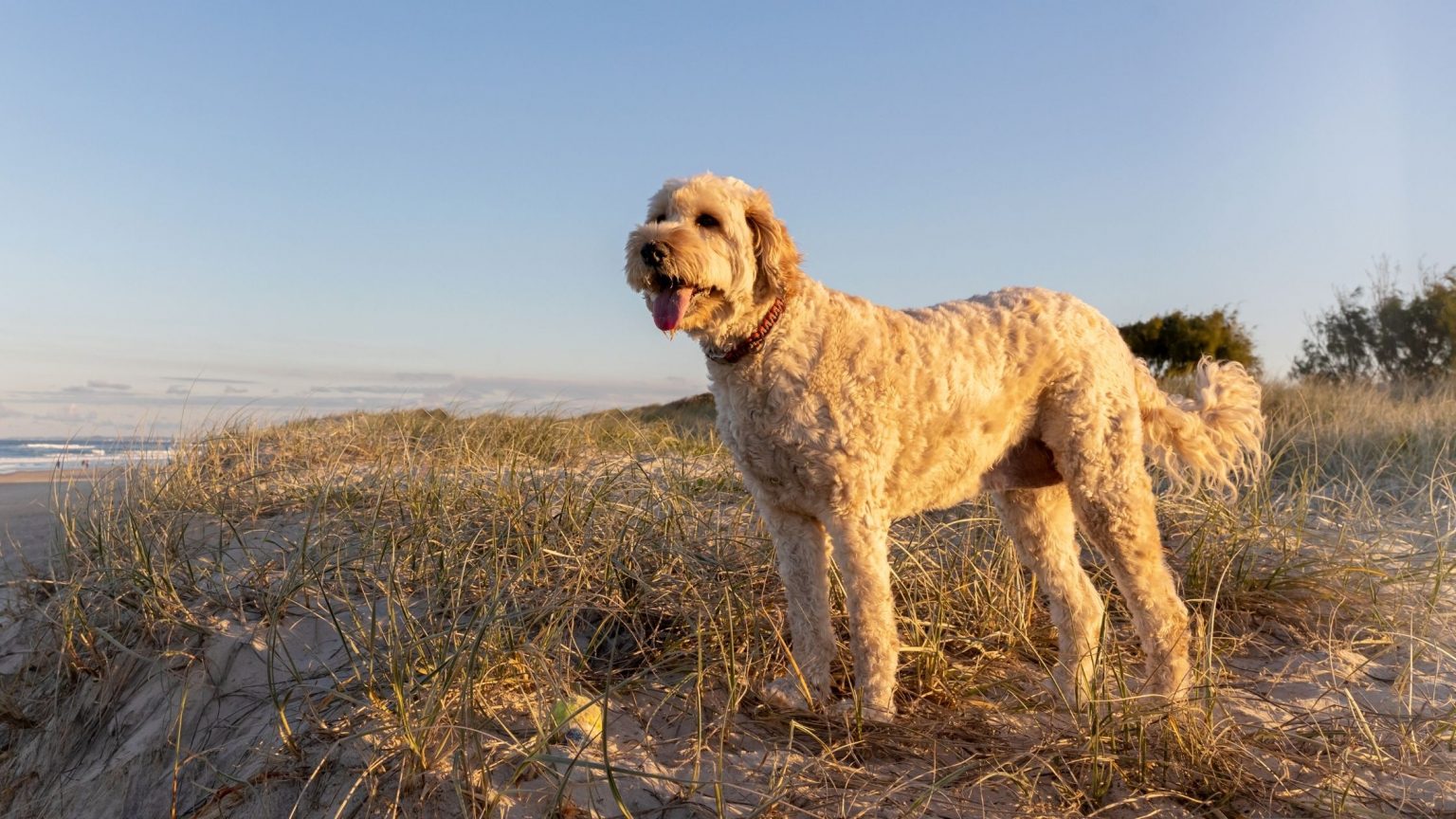 Are Labradoodles Good Hunting Dogs? - eatingthewild.com