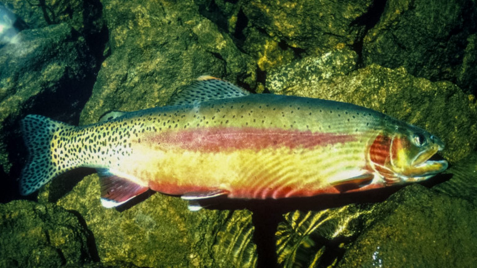 Top 8 Pretty Fish Caught by Anglers - eatingthewild.com