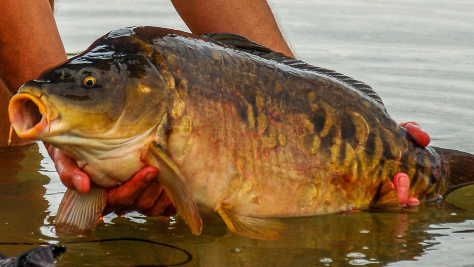18 Types of Carp Species Explained - eatingthewild.com