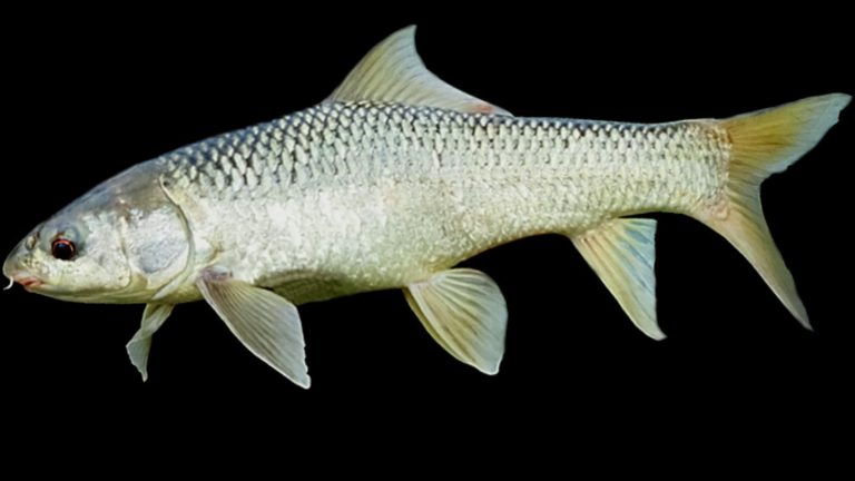 18 Types of Carp Species Explained - eatingthewild.com
