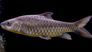 18 Types of Carp Species Explained - eatingthewild.com