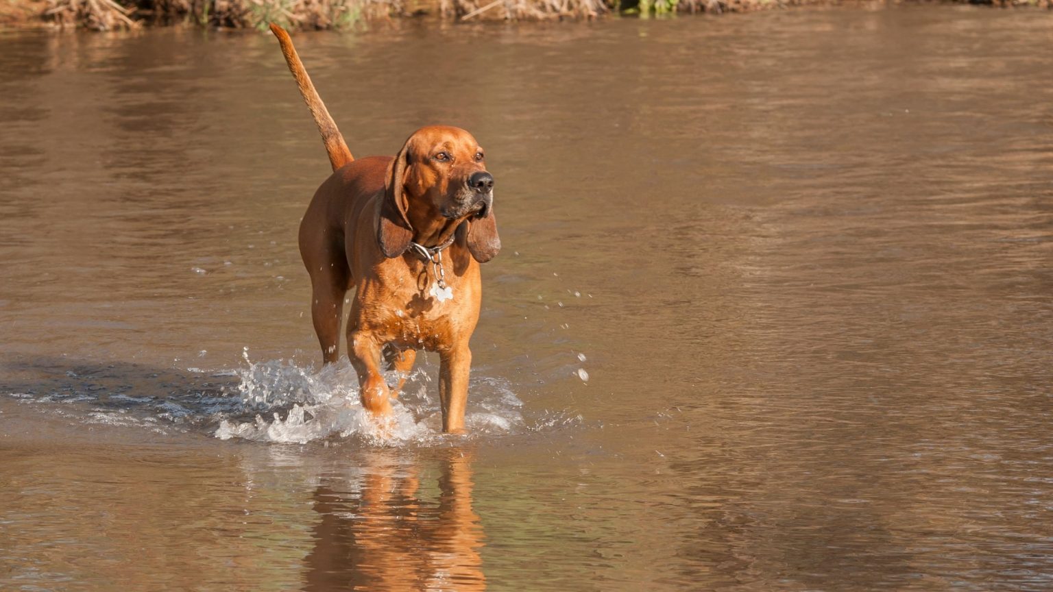 A Beginners Guide to Raccoon Hunting - eatingthewild.com