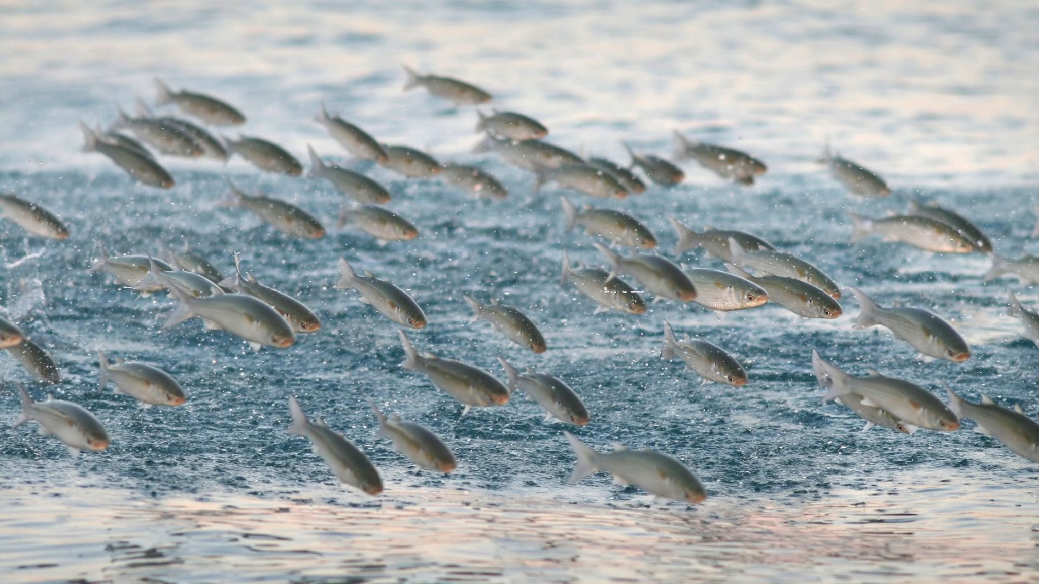 Why Do Carp Jump out of the Water? - eatingthewild.com