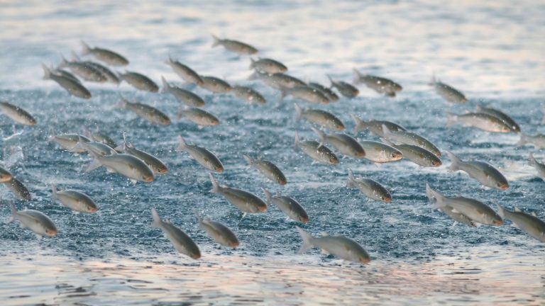 Why Do Carp Jump out of the Water? - eatingthewild.com