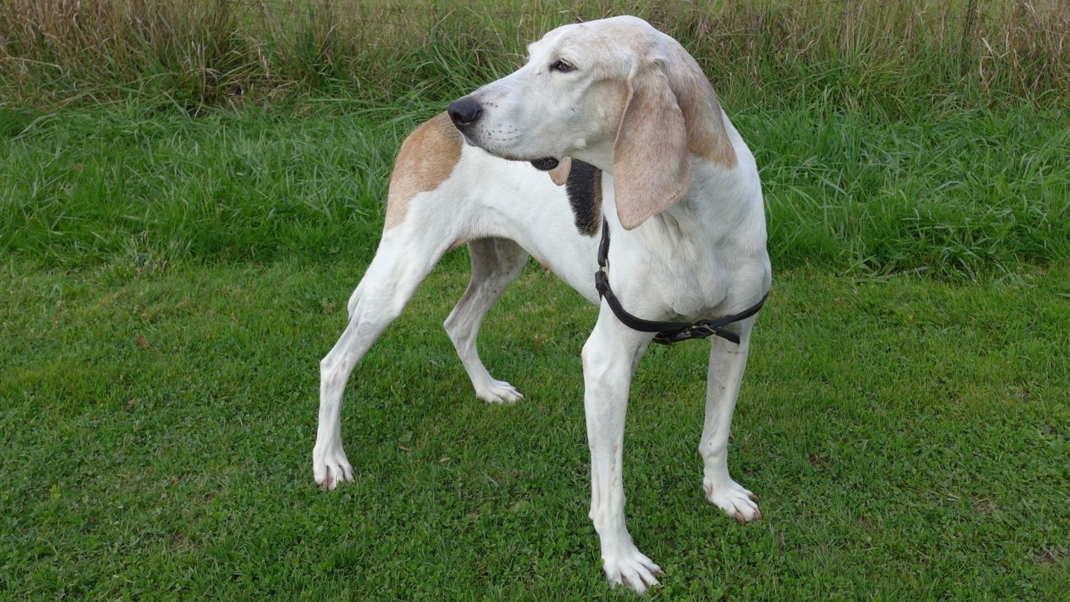 A Beginners Guide to Raccoon Hunting - eatingthewild.com