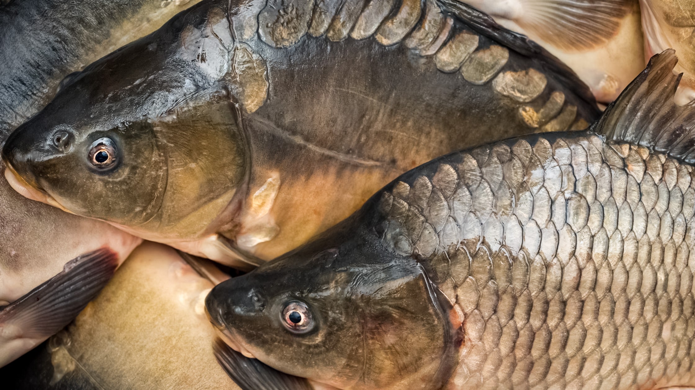 18 Types Of Carp Species Explained Eatingthewild
