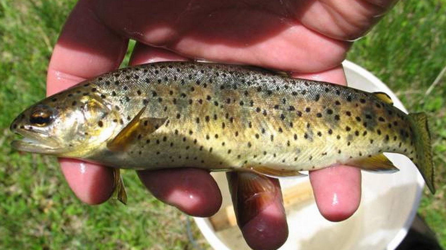 6 Rare Fish Caught By Anglers - eatingthewild.com