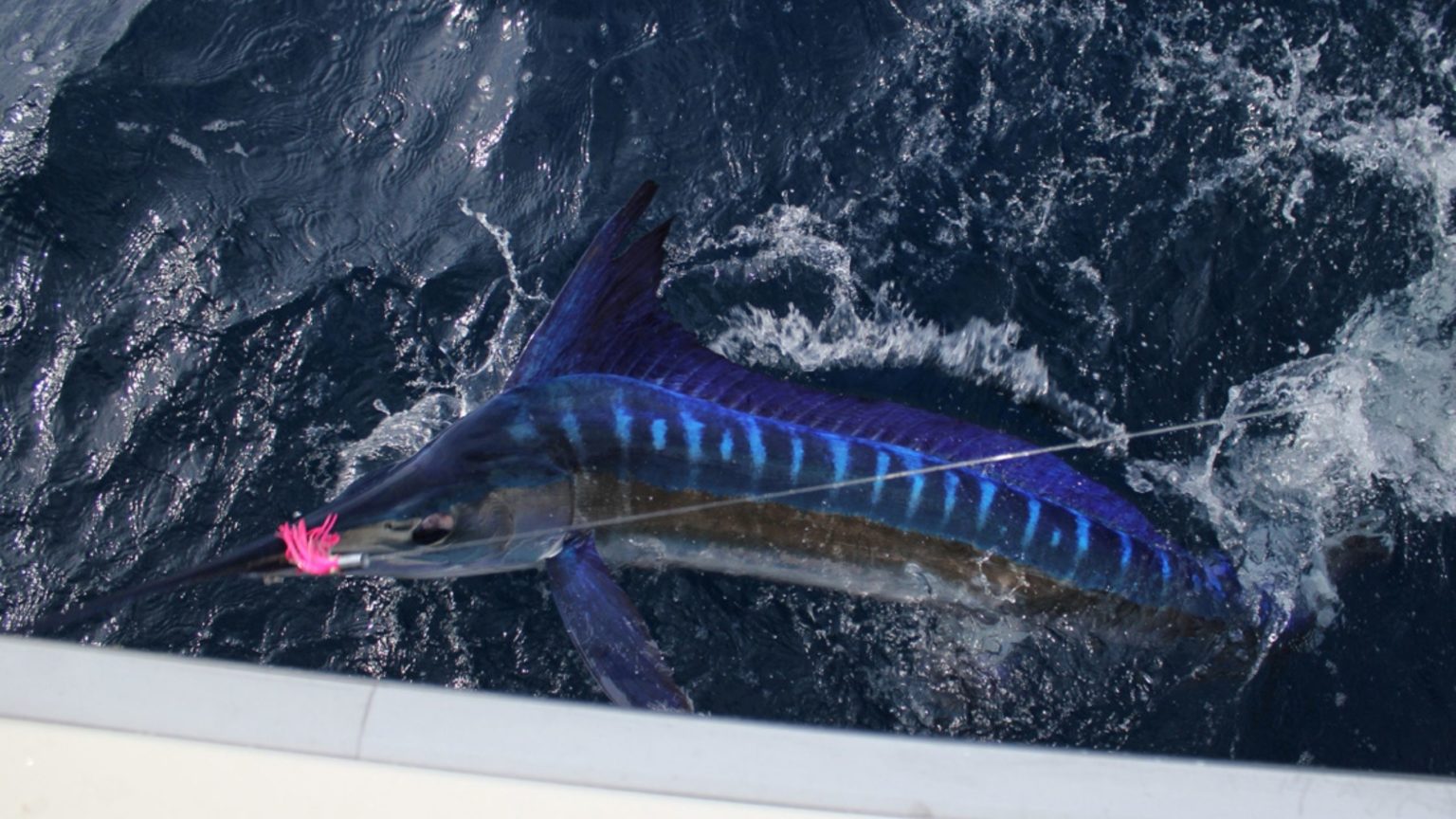 6 Rare Fish Caught By Anglers - eatingthewild.com