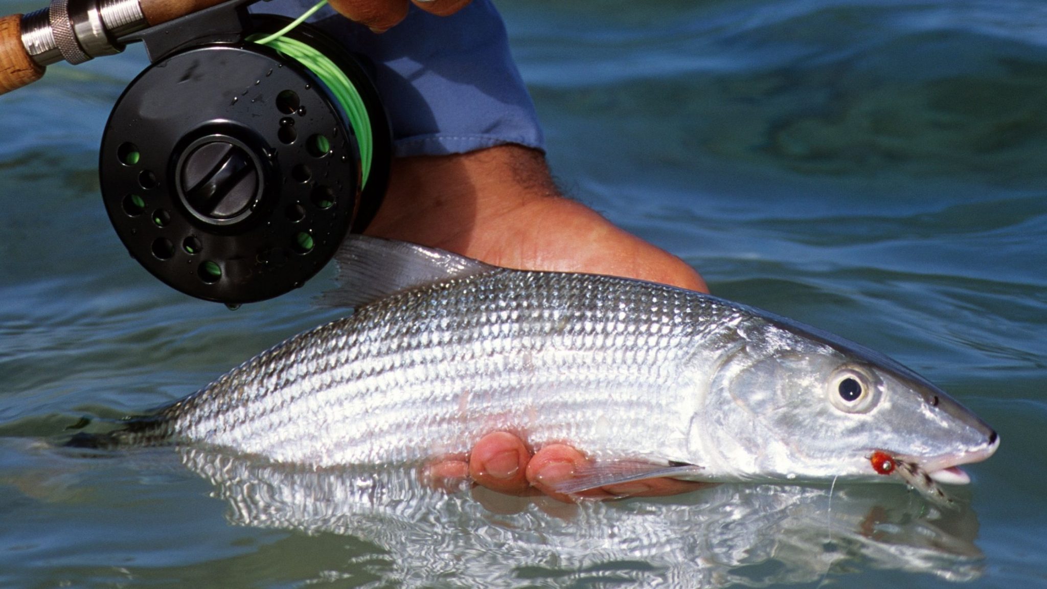 Can You Eat Bonefish? (Explained) - eatingthewild.com