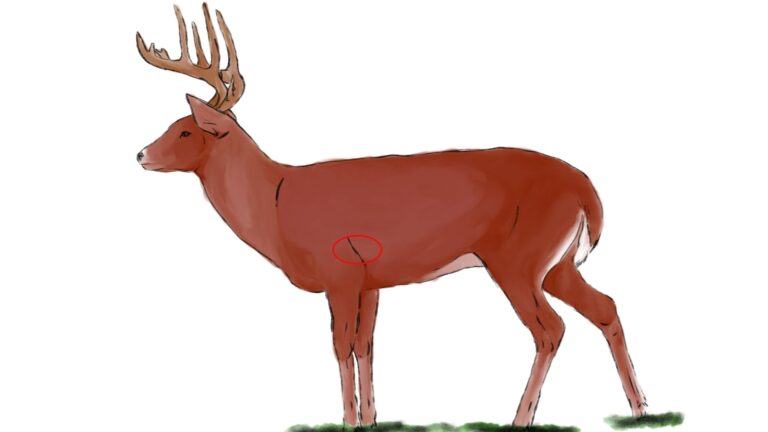 Best Place to Shoot a Deer With a Crossbow - eatingthewild.com