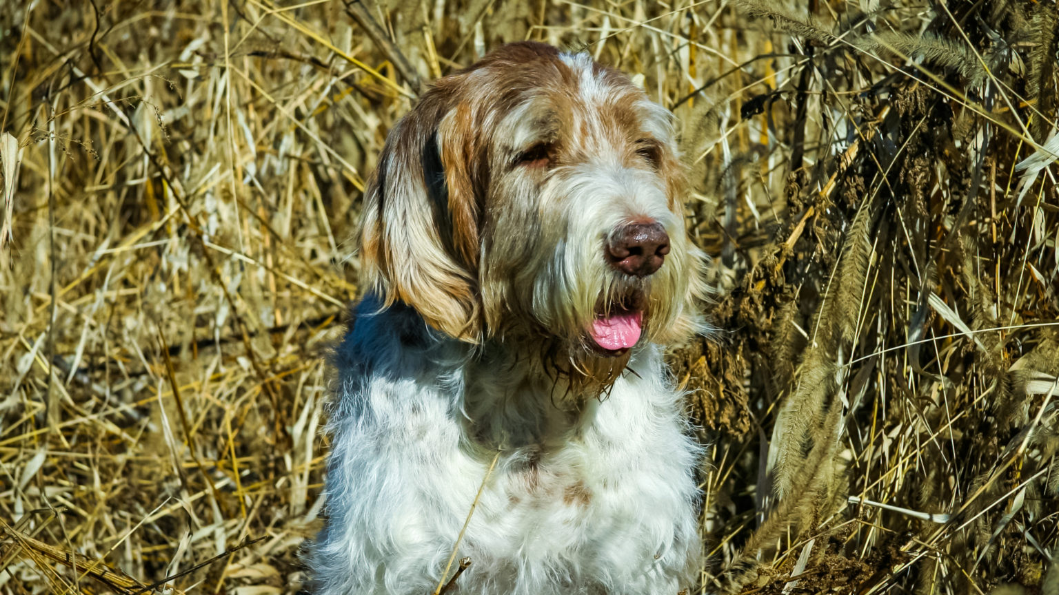 12 Hunting Dogs With Beards - eatingthewild.com