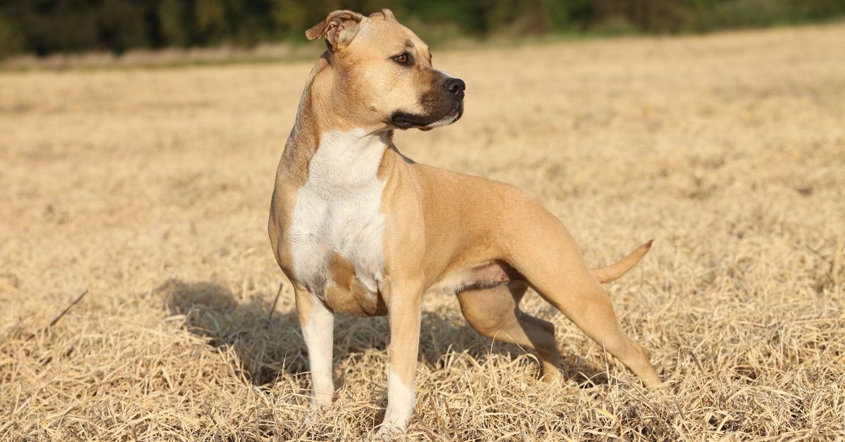 9 Best Hog Hunting dogs - eatingthewild.com