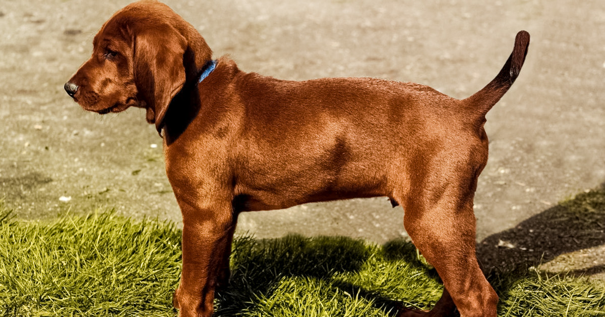 7 Brown Hunting Dog Breeds That Make the Best Hunters - eatingthewild.com