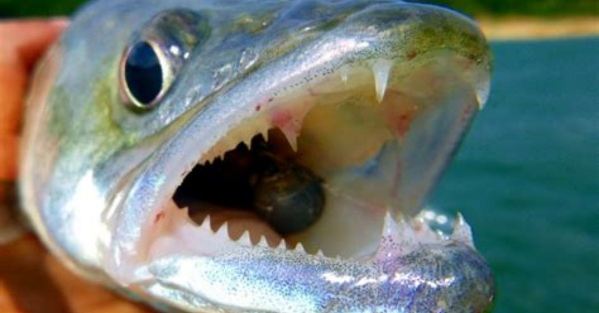 Zander vs Walleye: Differences Explained - eatingthewild.com
