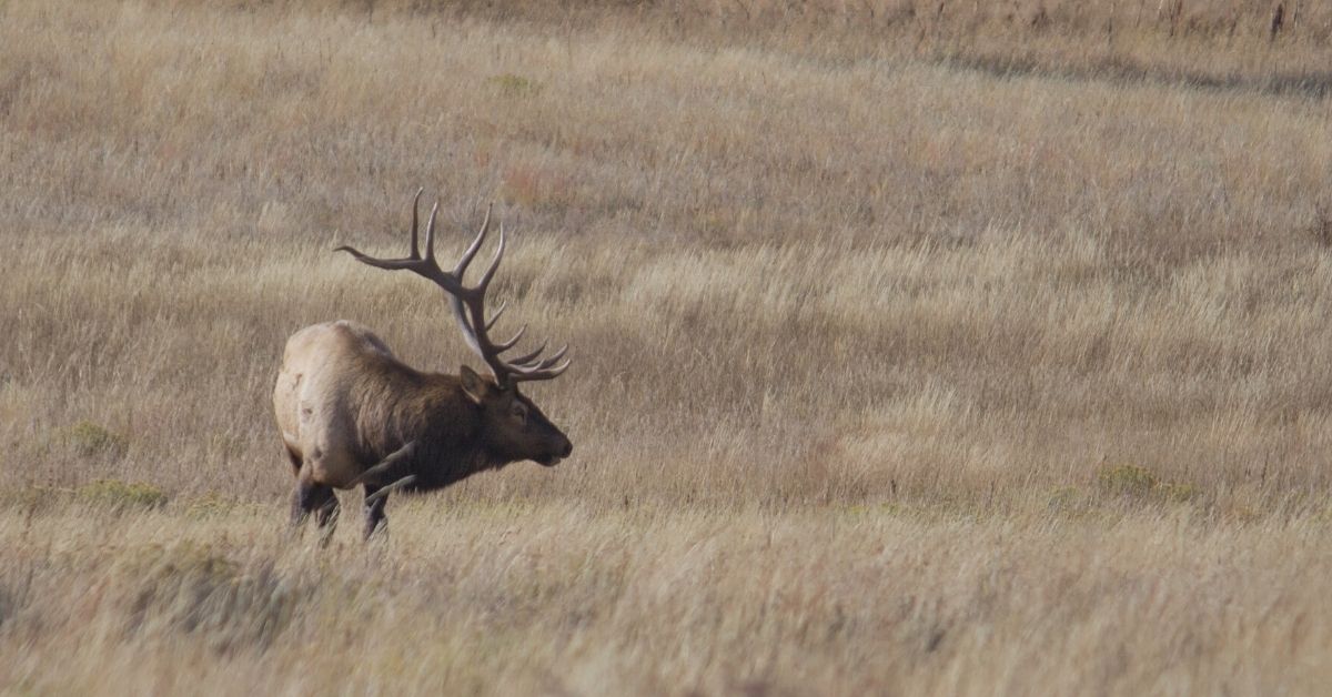 Is The 243 Good For Elk 