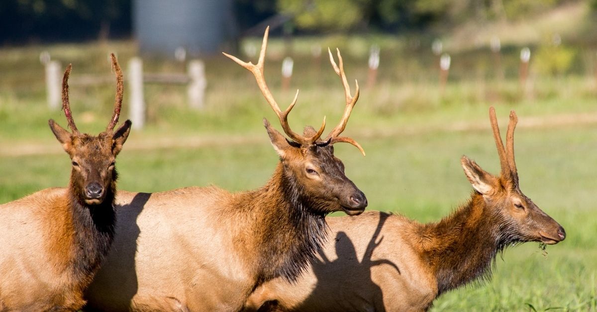What is a Raghorn Elk? (Explained) - eatingthewild.com