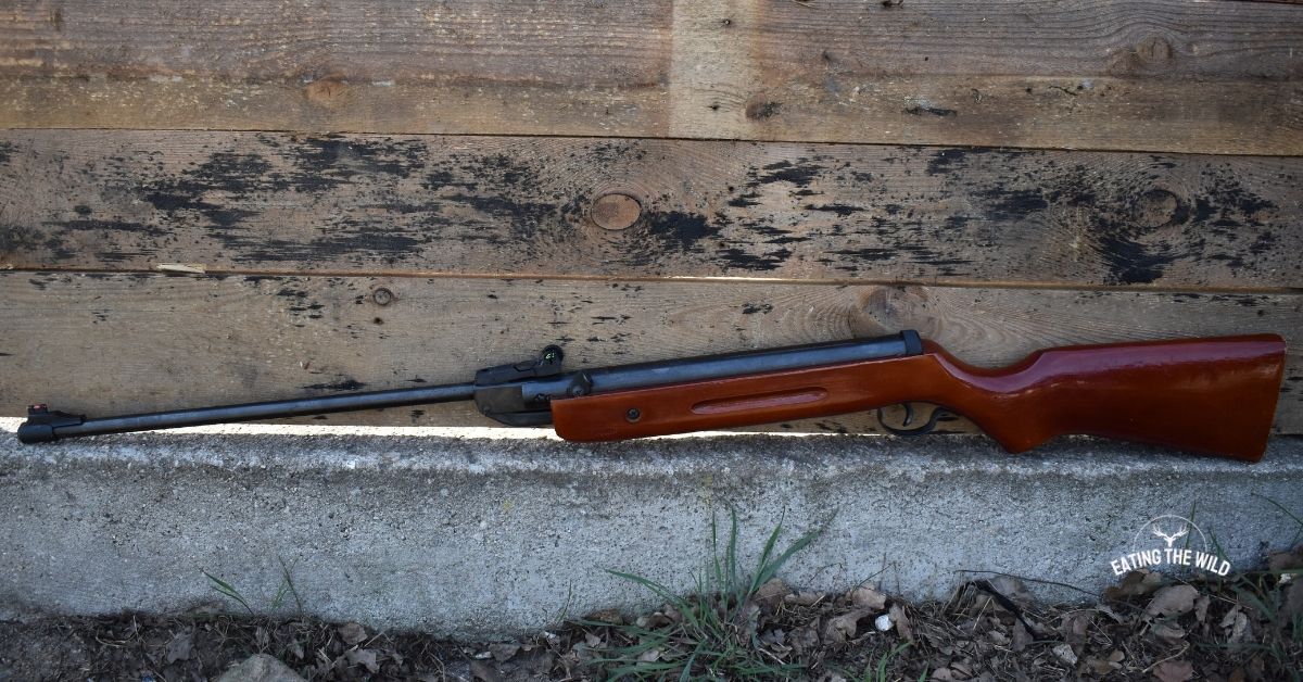 Can You Kill a Squirrel With a BB Gun? - eatingthewild.com