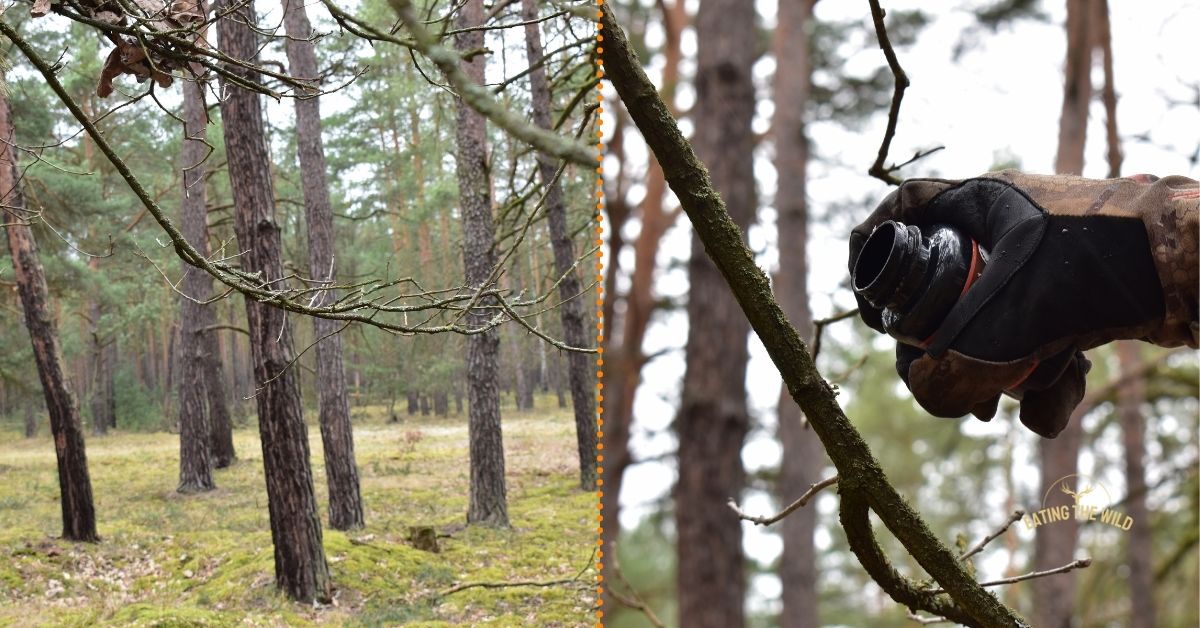 How to Make a Mock Scrape in 4 Steps - eatingthewild.com