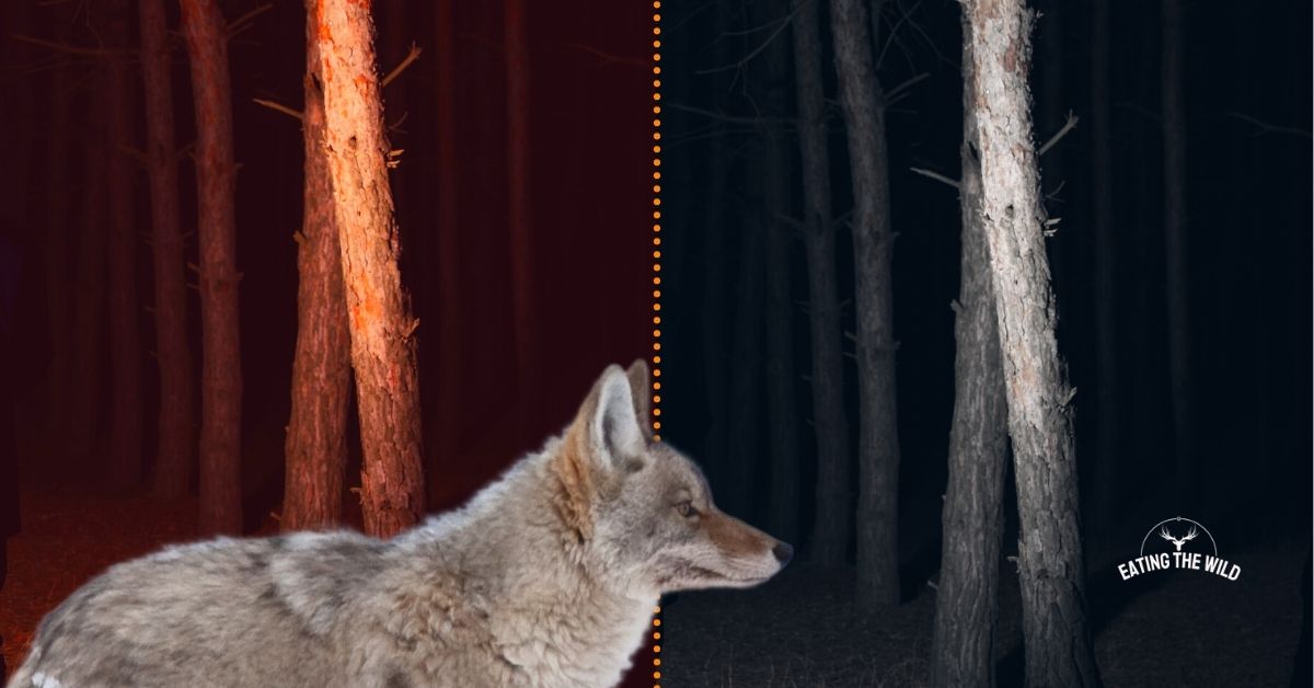 Can Coyotes See Red Light? - eatingthewild.com