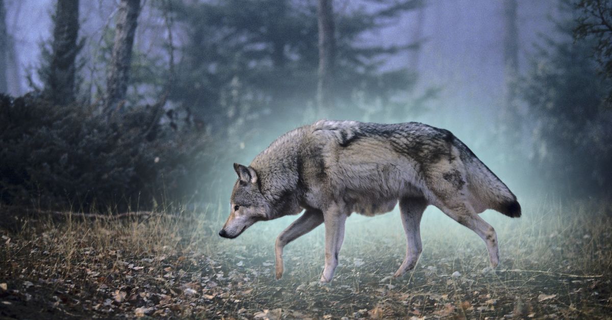 Can Deer See Blue? (Explained) - eatingthewild.com