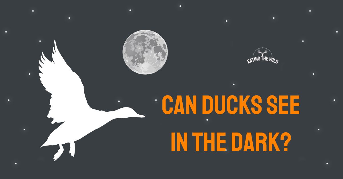 Can Ducks See in The Dark? - eatingthewild.com