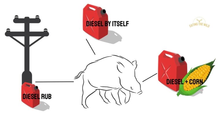 Can You Bait Hogs With Diesel? - eatingthewild.com