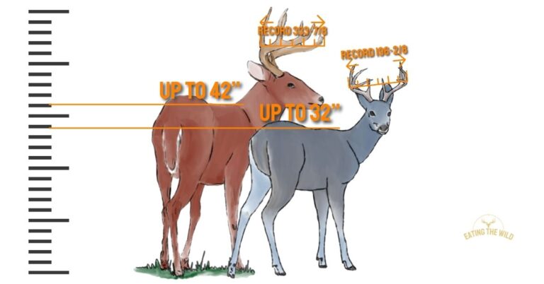 Coues Deer vs Whitetail Deer - eatingthewild.com