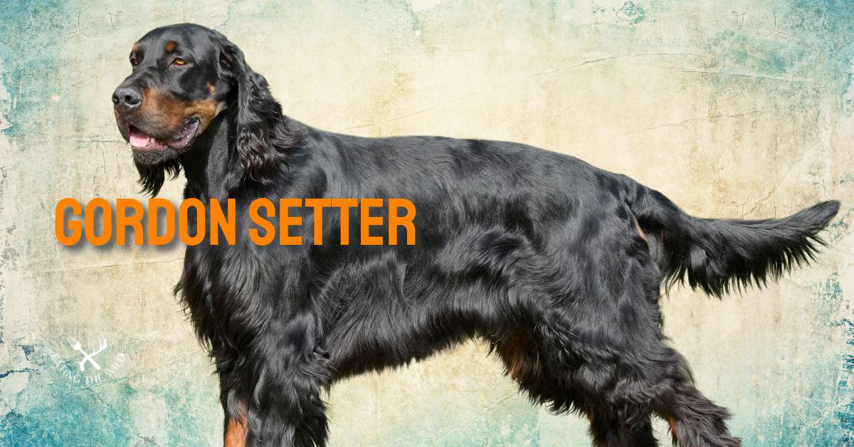 13 Best Large Hunting Dog Breeds - eatingthewild.com