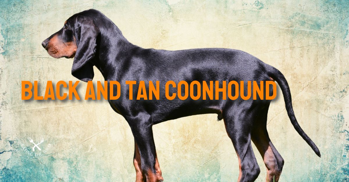 13 Best Large Hunting Dog Breeds - eatingthewild.com