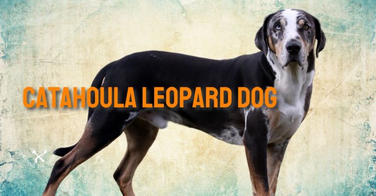 13 Best Large Hunting Dog Breeds - eatingthewild.com