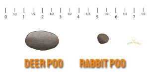 Rabbit vs Deer Poop: Spot the Difference - eatingthewild.com