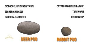 Rabbit vs Deer Poop: Spot the Difference - eatingthewild.com