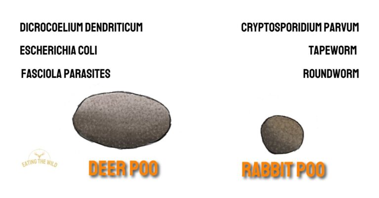 Rabbit vs Deer Poop: Spot the Difference - eatingthewild.com