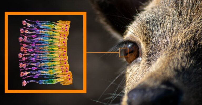 What Colors Can Deer Not See? (Explained) - eatingthewild.com