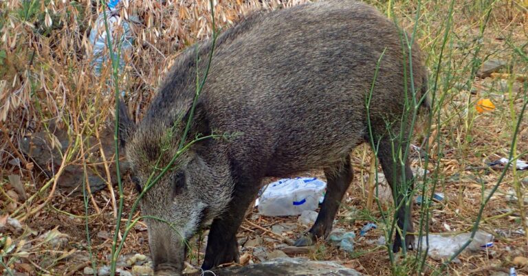 What Do Wild Hogs Eat? - eatingthewild.com
