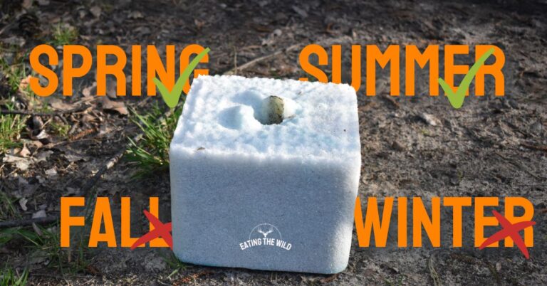 When to Put out Salt Blocks For Deer - eatingthewild.com