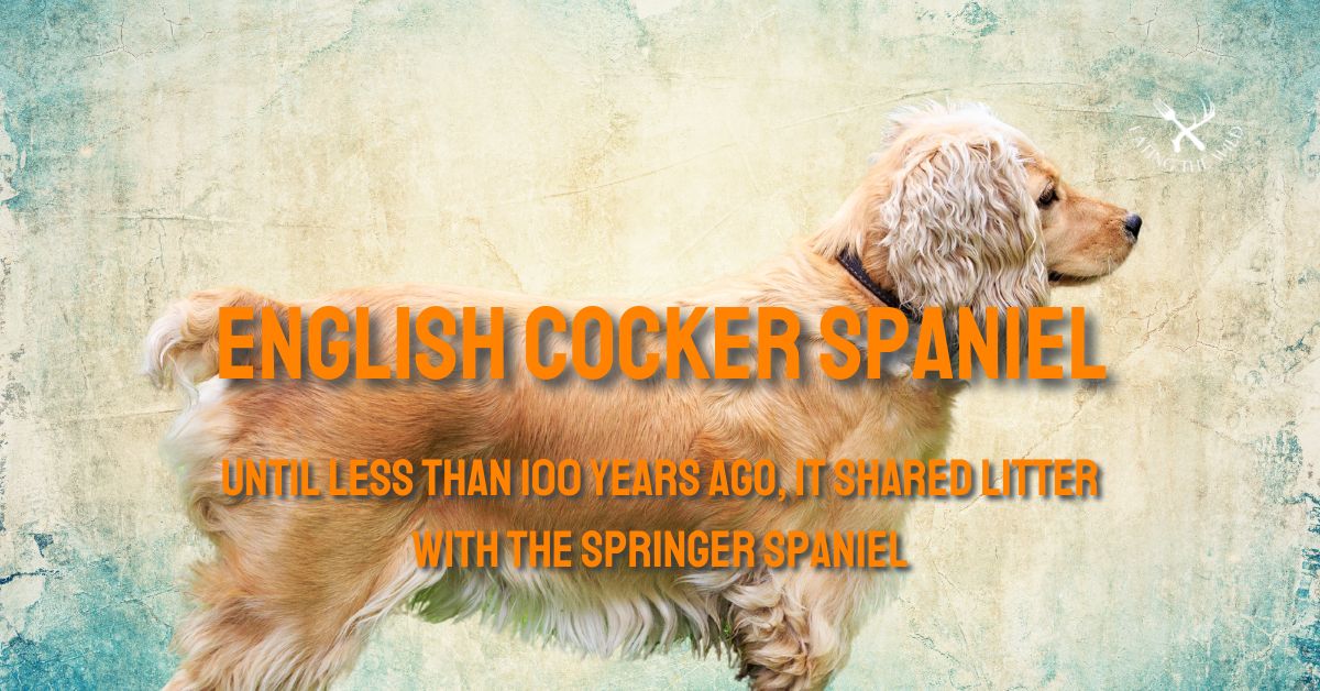 English Hunting Dog Breeds (Complete List) - eatingthewild.com