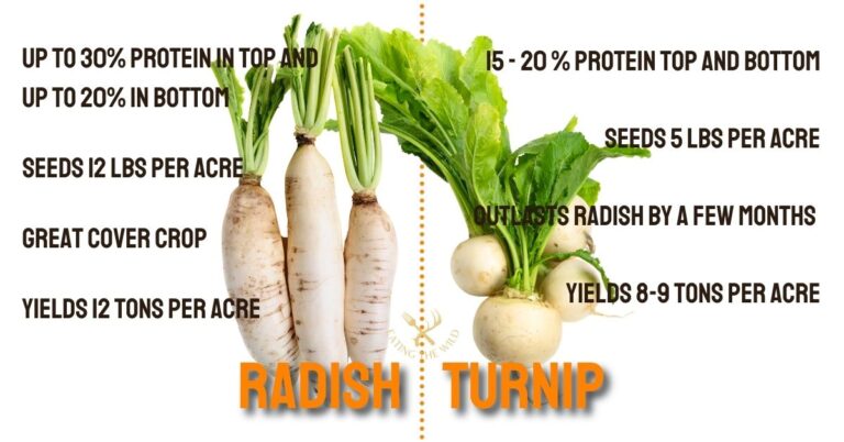 Radishes vs Turnips For Deer - eatingthewild.com