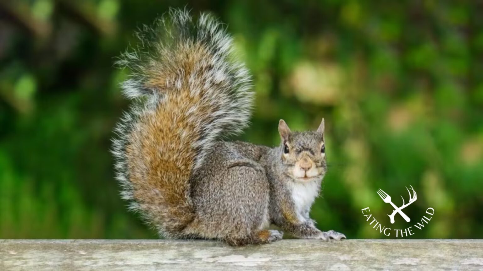 Wisconsin Hunting Seasons 2023: Complete Guide - eatingthewild.com