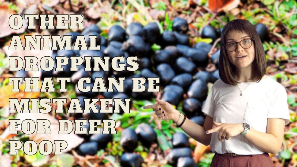 Everything You Ever Wanted to Know About Deer Poop - eatingthewild.com