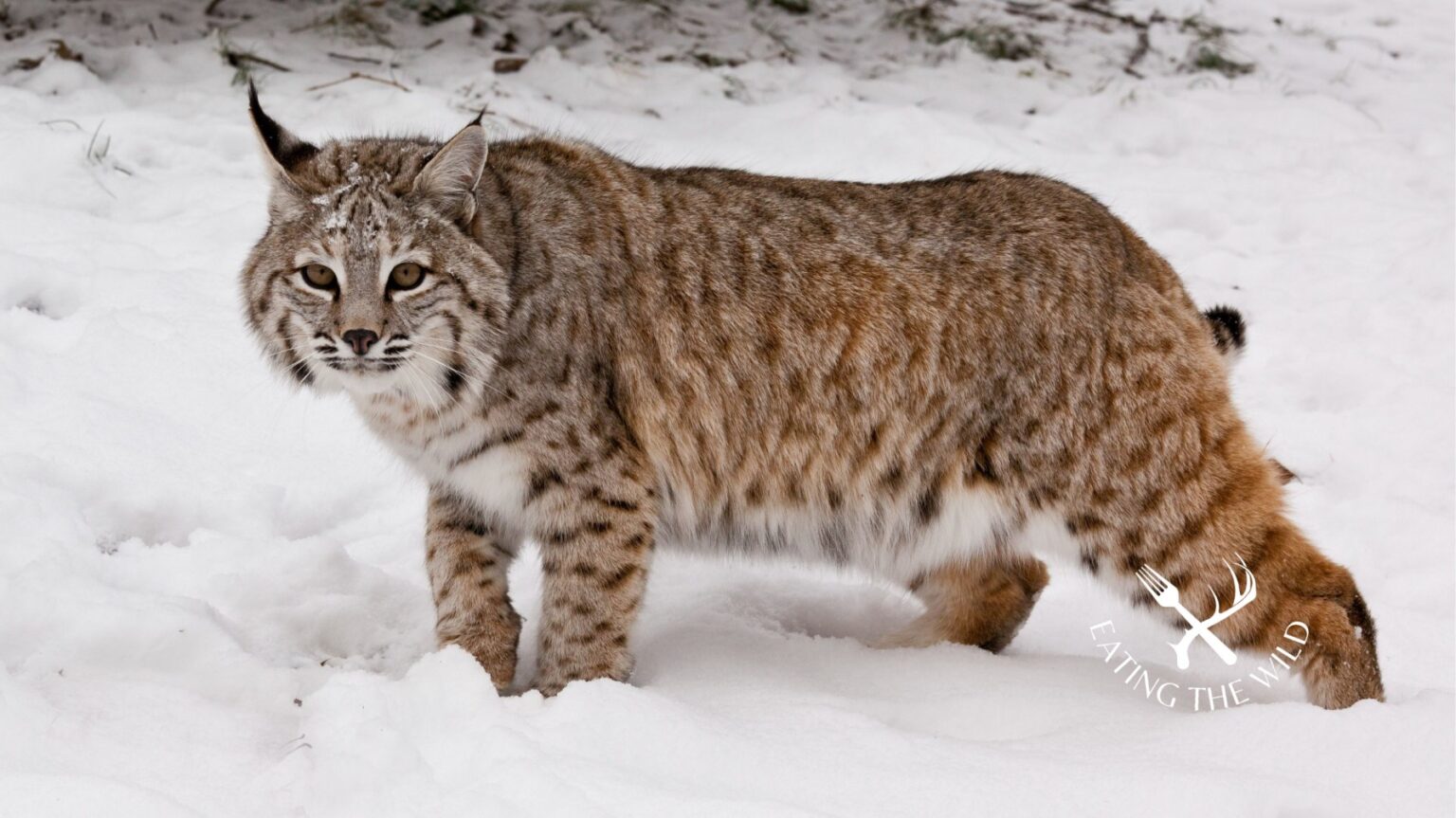 Wisconsin Hunting Seasons 2023: Complete Guide - eatingthewild.com